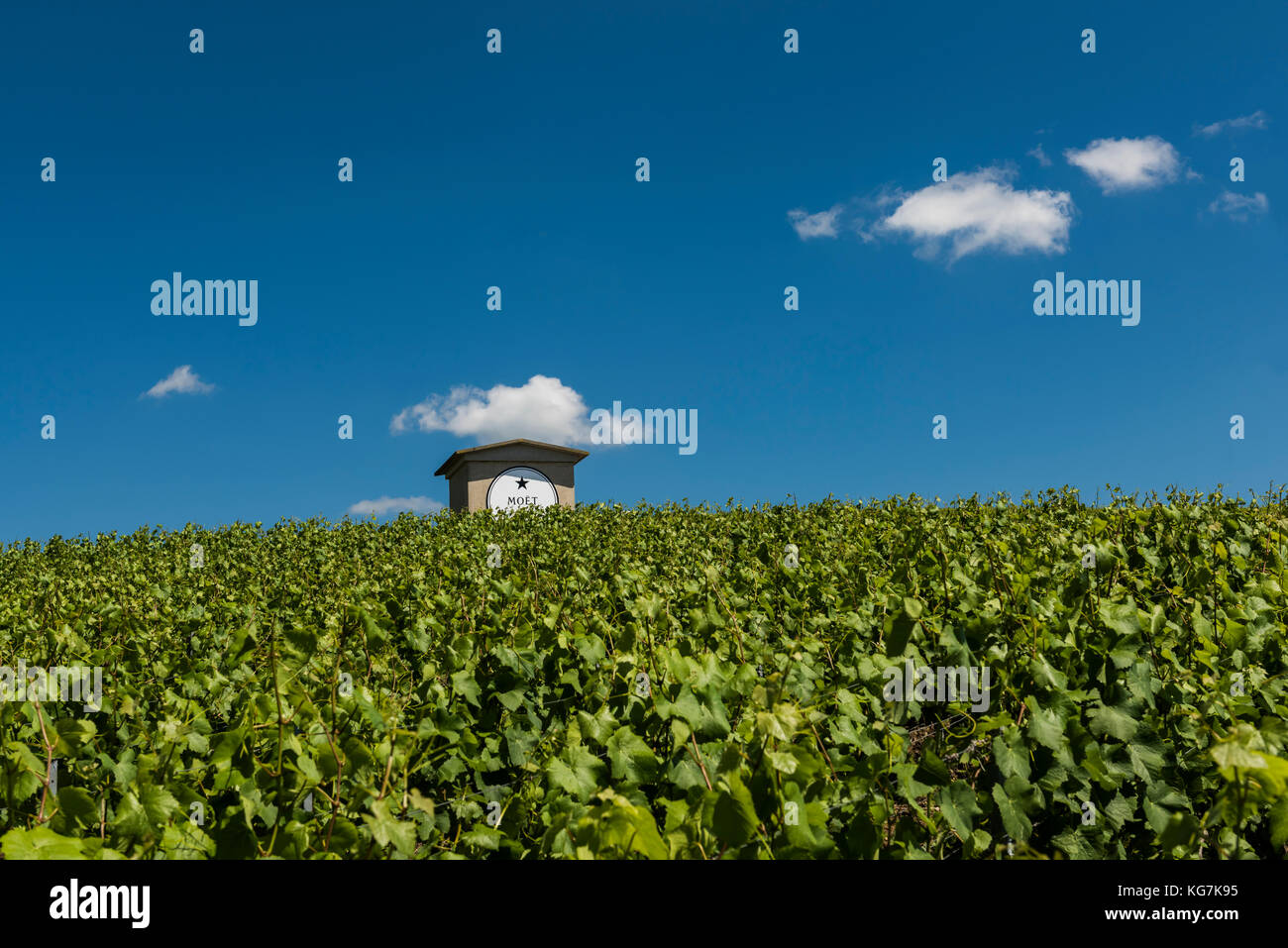 Epernay, France - June 10, 2017: Champagne vineyard of Moet Chandon in ...