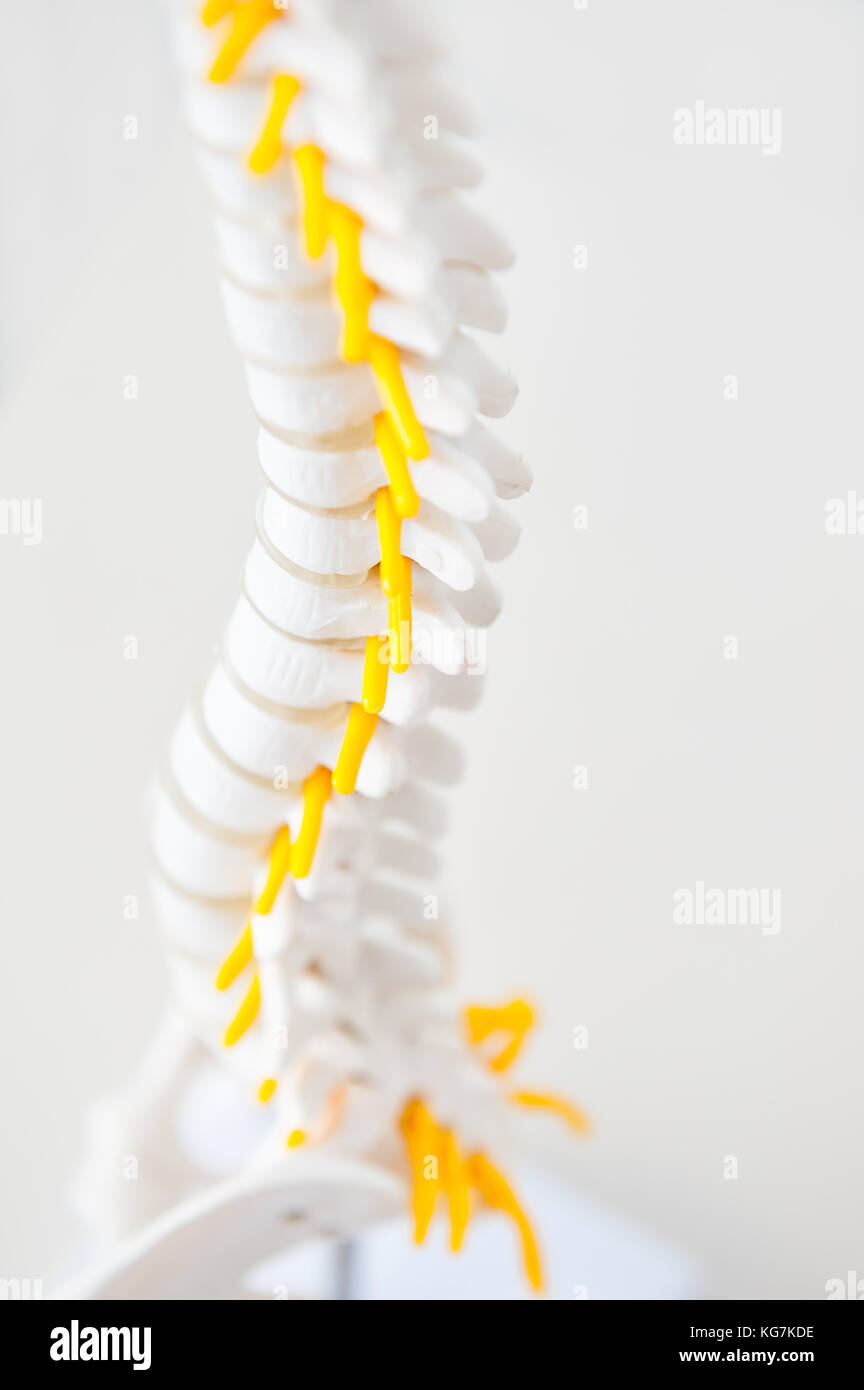 Human spinal cord pelvis model hi-res stock photography and images - Alamy