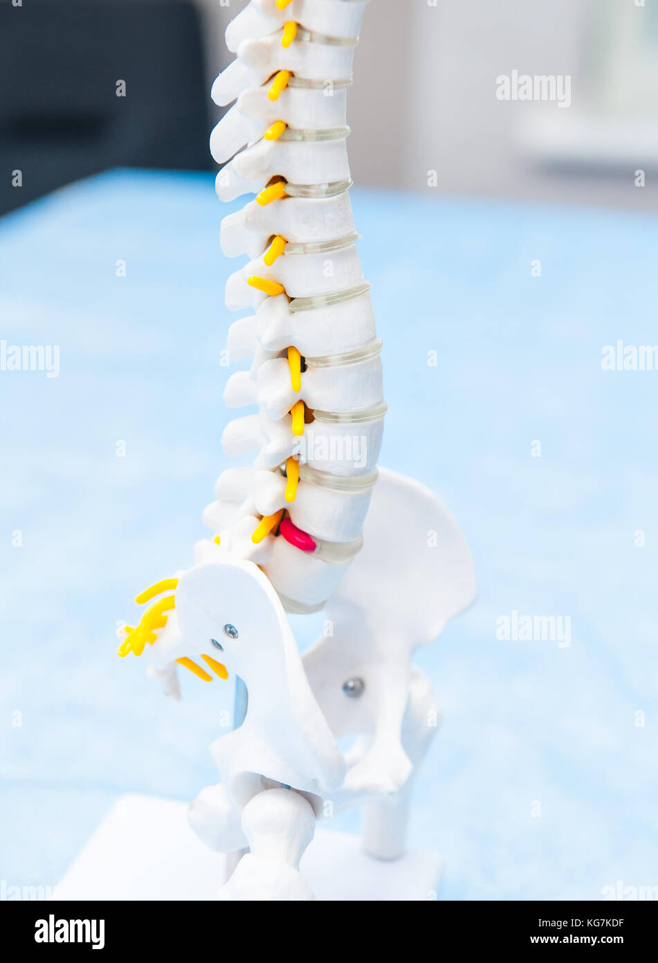 Close up part of human spine model with nervous processes on the light ...