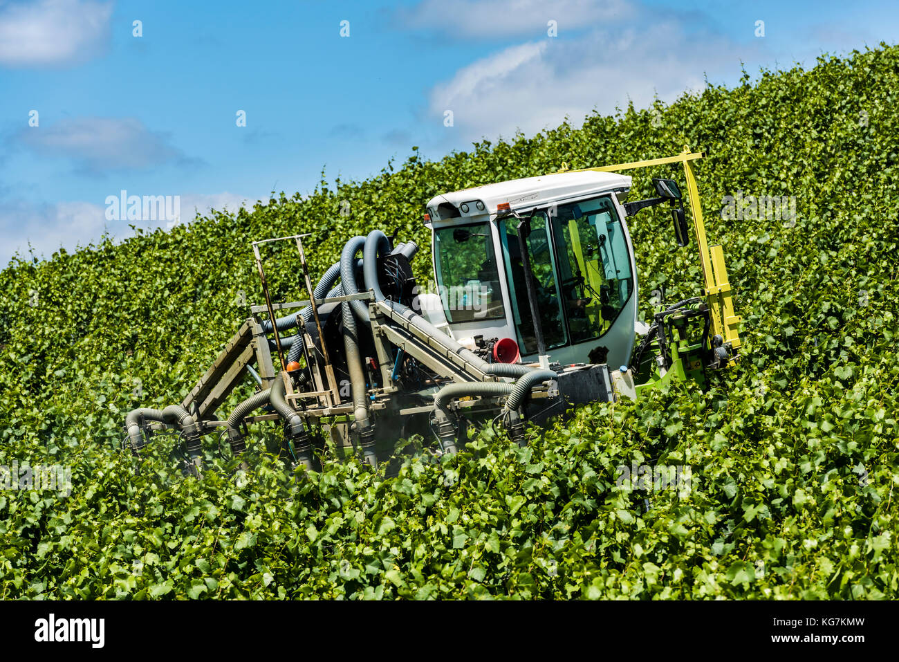 Vineyard worker driving a tractor hi-res stock photography and images ...