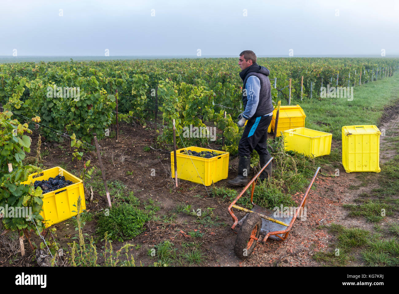Vezernay, France - September 10, 2017: Harvest of Pinot Noir grapes in ...