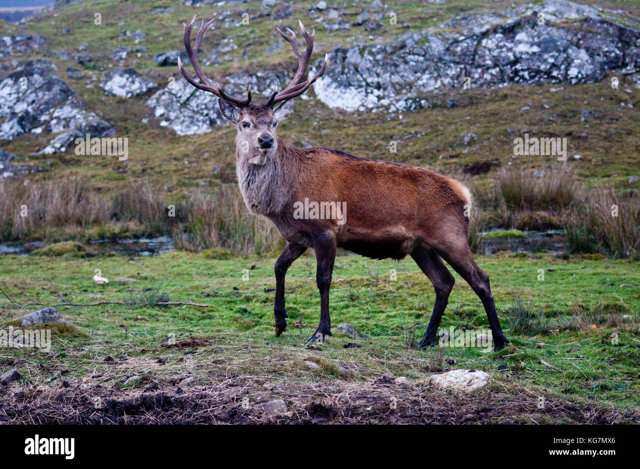 A Red Deer (Cervus elaphus) stag on a Scottish moor. This animal was ...