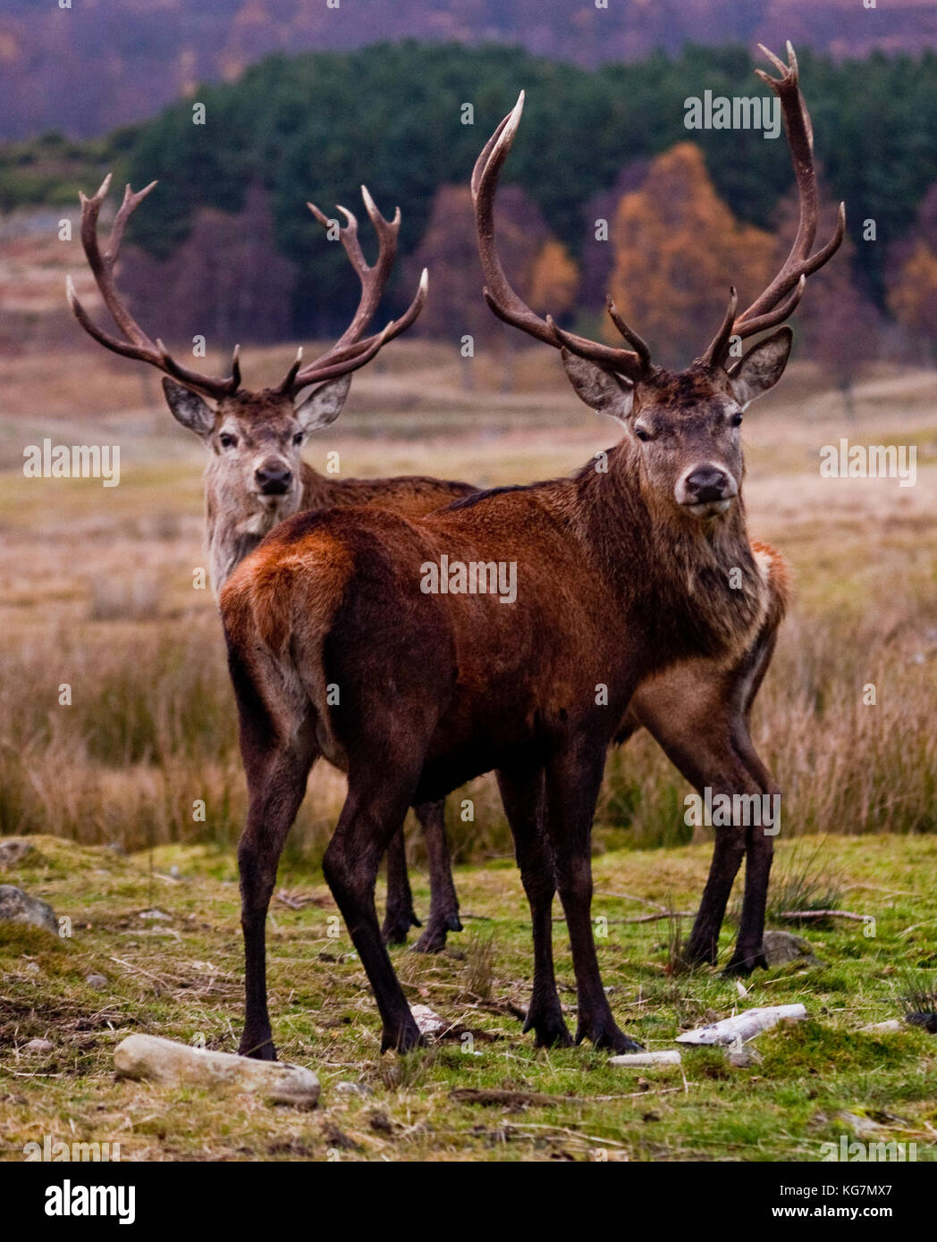 A pair of Red Deer (Cervus elaphus) stags on a Scottish moor. These ...