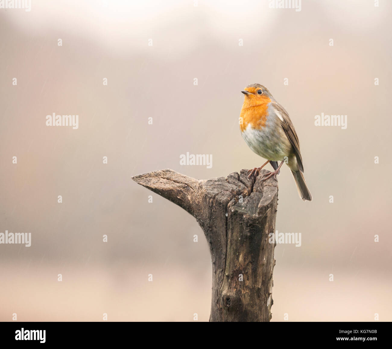 Robin in rain hi-res stock photography and images - Alamy