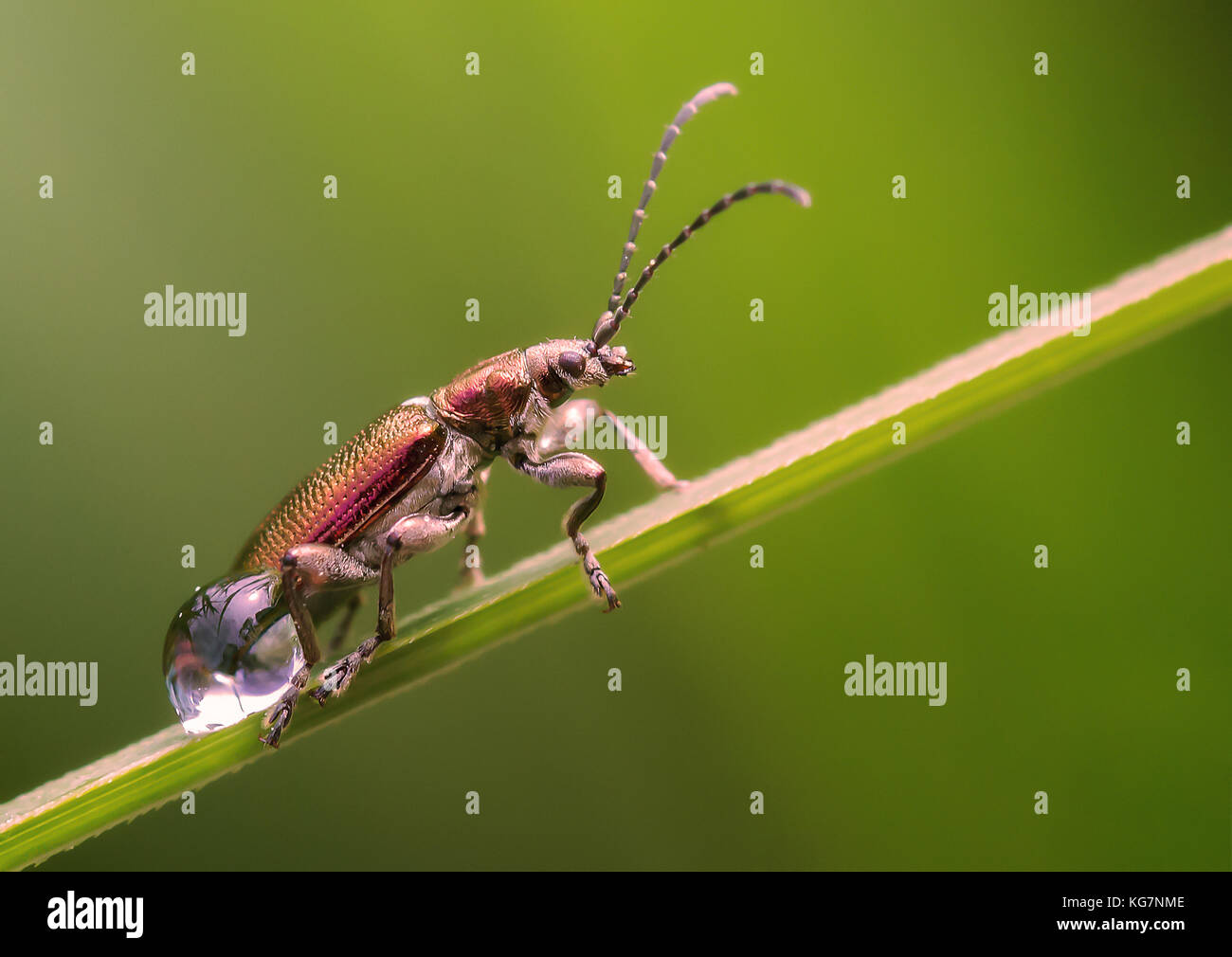 Water drop on beetle hi-res stock photography and images - Alamy