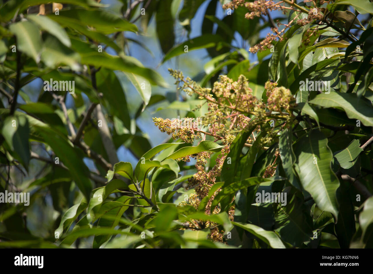 Close up of Mango tree blossoms of Mango flower Stock Photo - Alamy