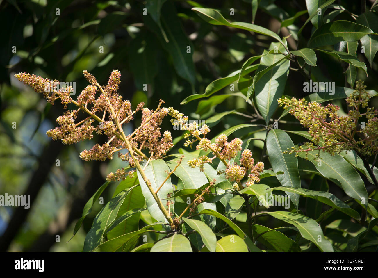 Close up of Mango tree blossoms of Mango flower Stock Photo - Alamy