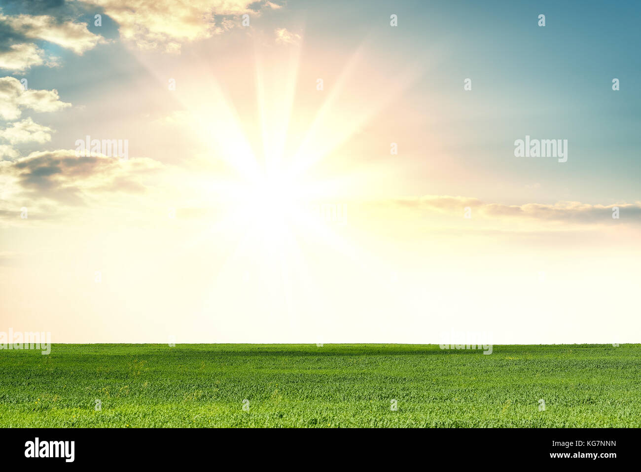 Field of green grass Stock Photo - Alamy