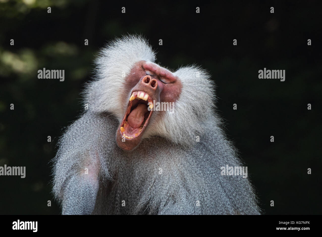Baboon teeth hi-res stock photography and images - Alamy
