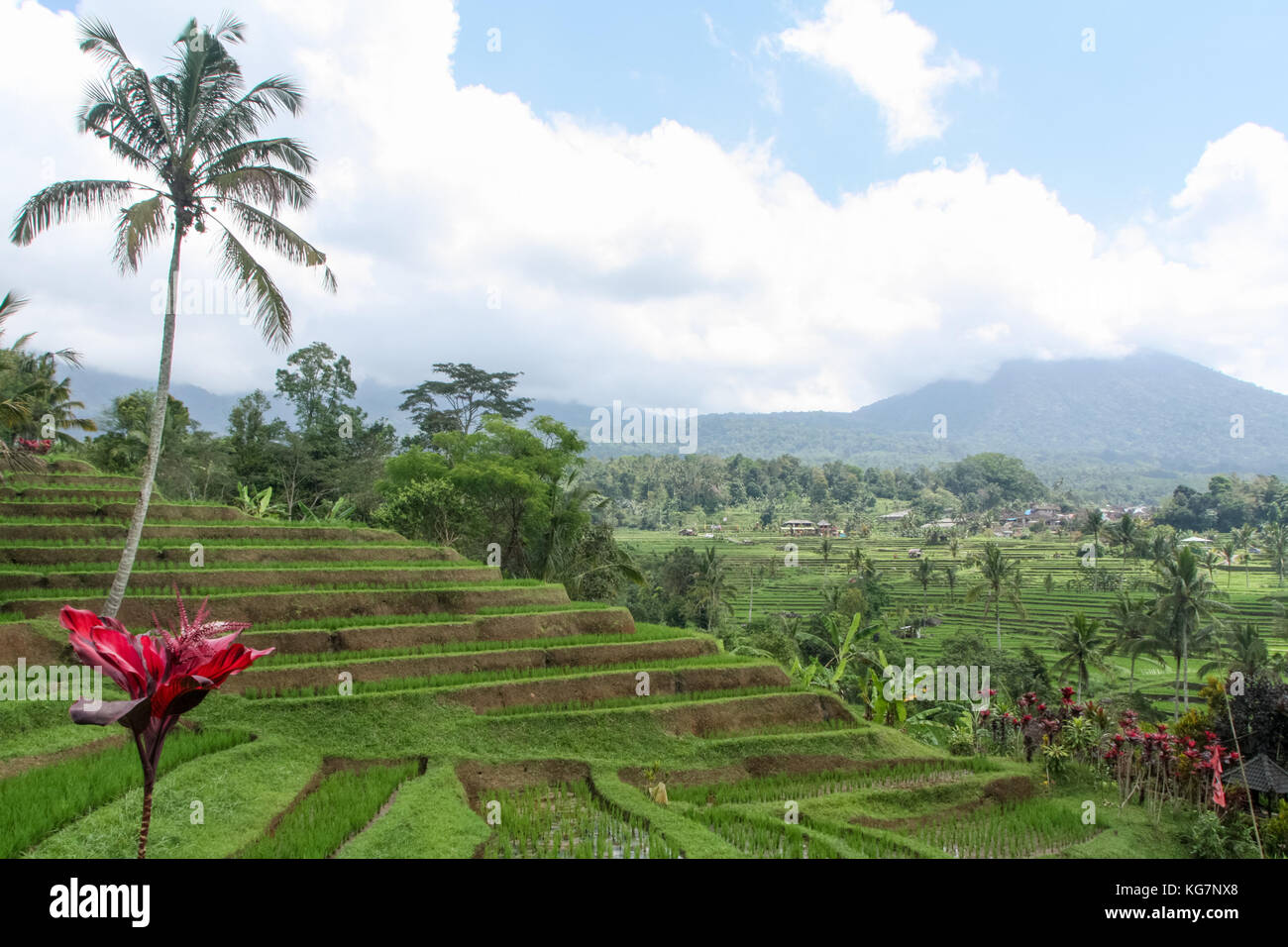 Jatiluwih paddy-rice fields - Bali - Indonesia Stock Photo - Alamy