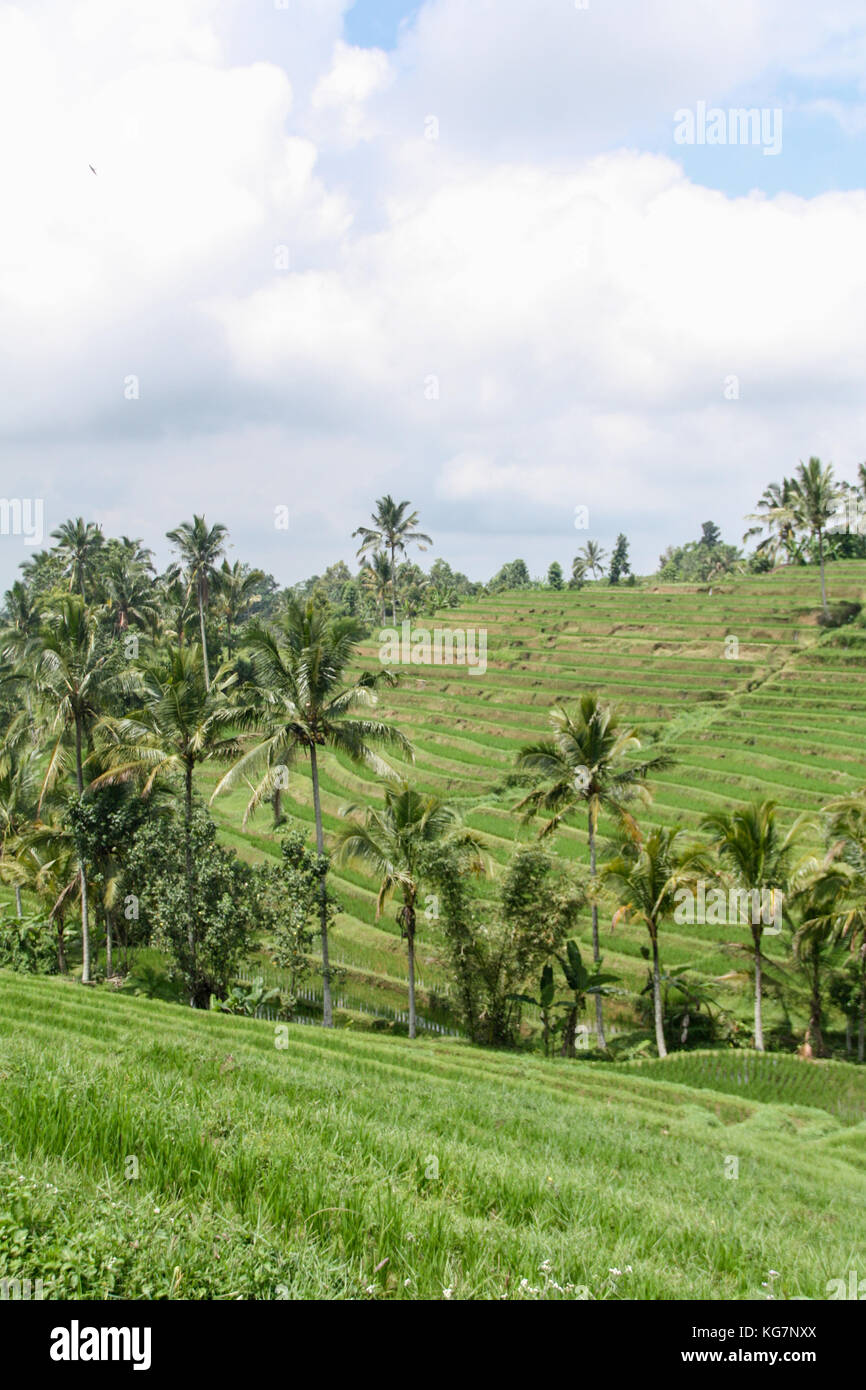 Jatiluwih paddy-rice fields - Bali - Indonesia Stock Photo - Alamy