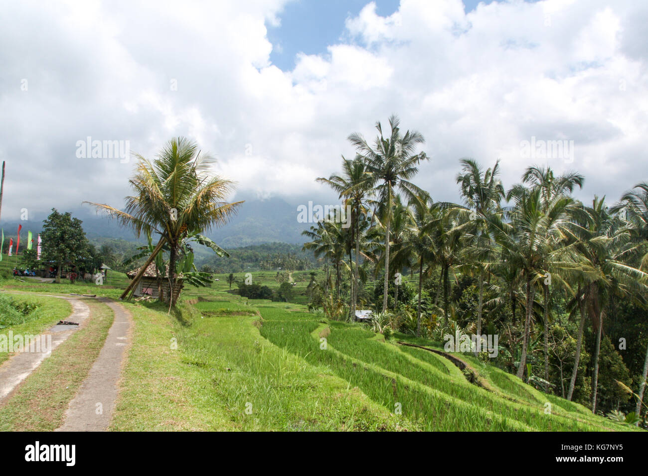 Jatiluwih paddy-rice fields - Bali - Indonesia Stock Photo - Alamy