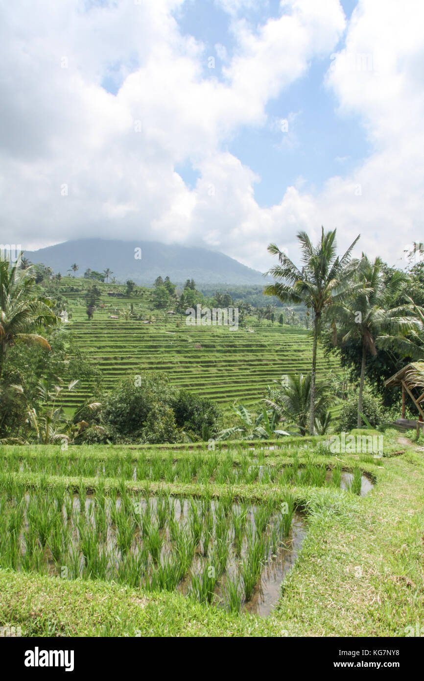 Jatiluwih paddy-rice fields - Bali - Indonesia Stock Photo - Alamy