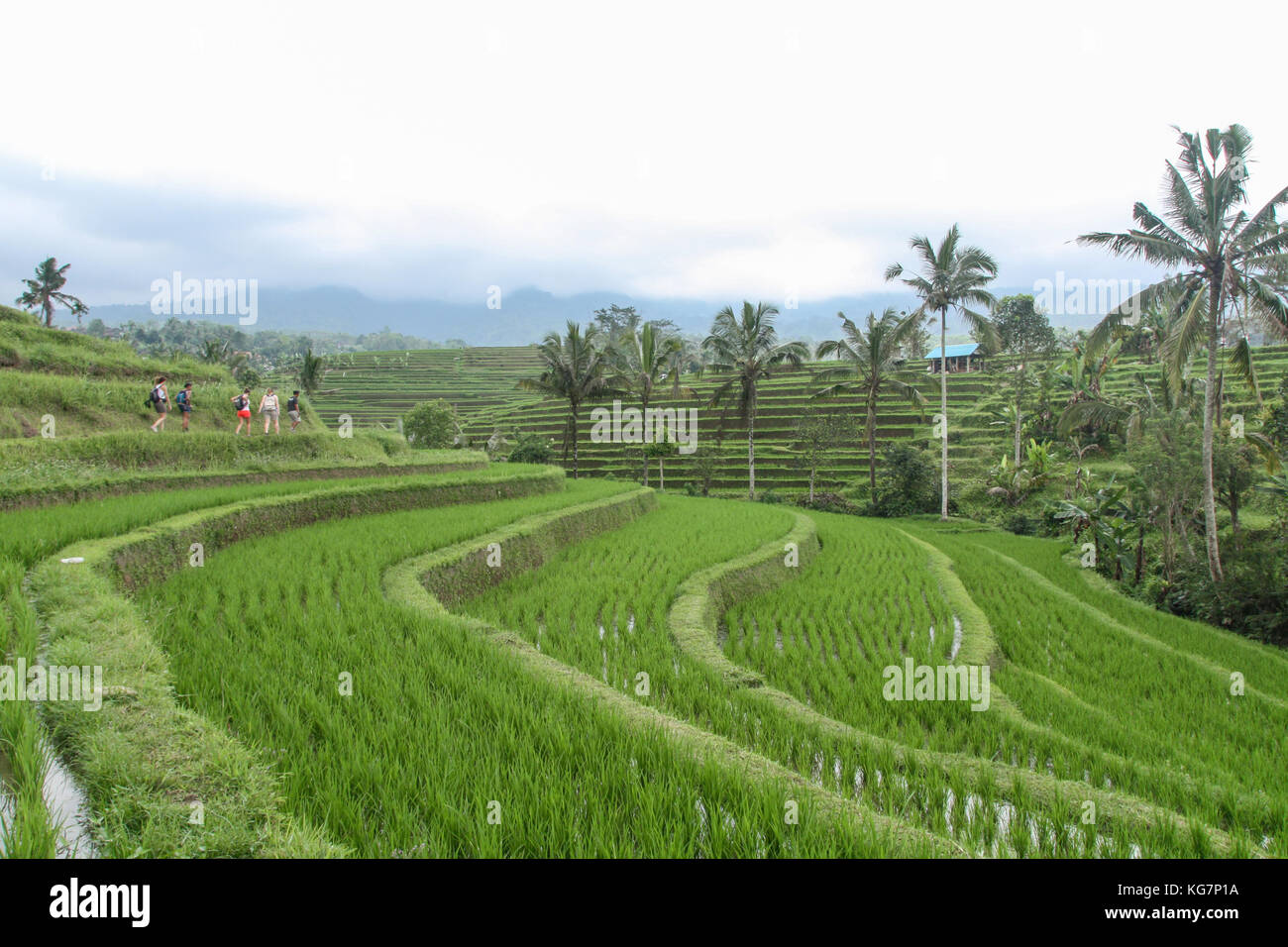 Jatiluwih paddy-rice fields - Bali - Indonesia Stock Photo - Alamy
