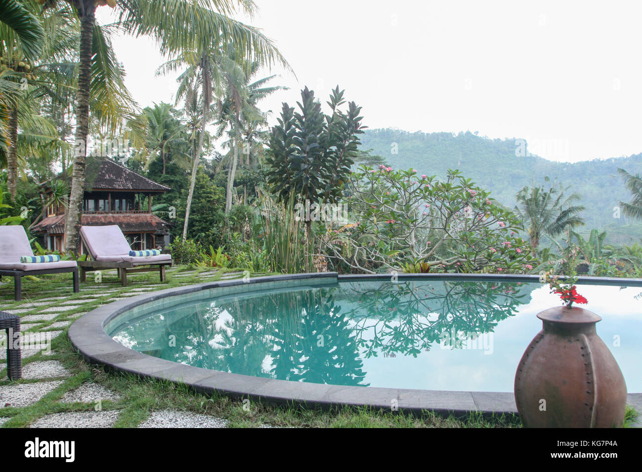 Swimming pool overlooking paddy-rice fields - Bali - Indonesia Stock ...