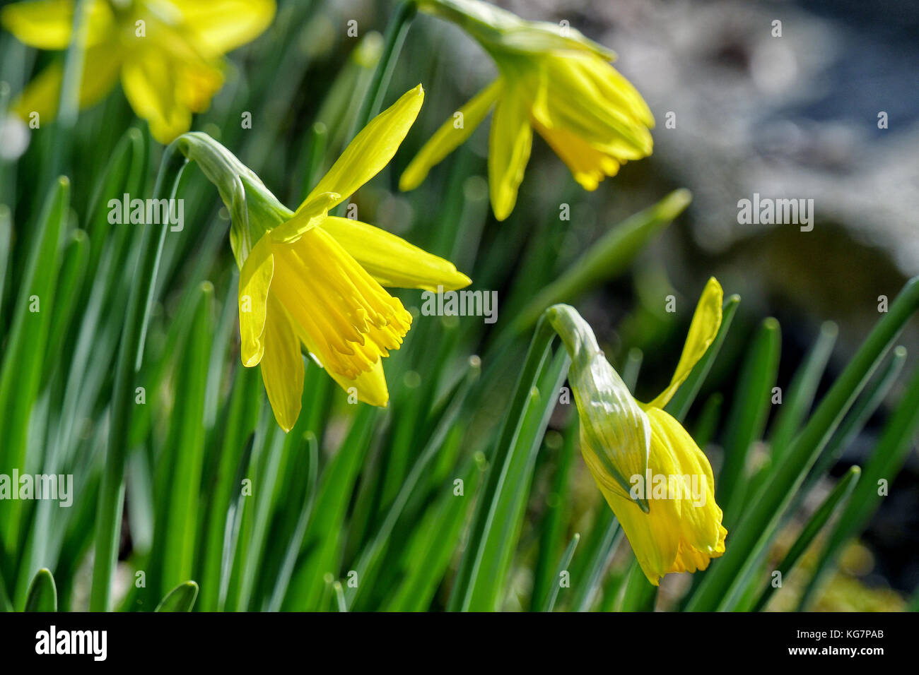 the yellow daffodil flower in the field Stock Photo - Alamy