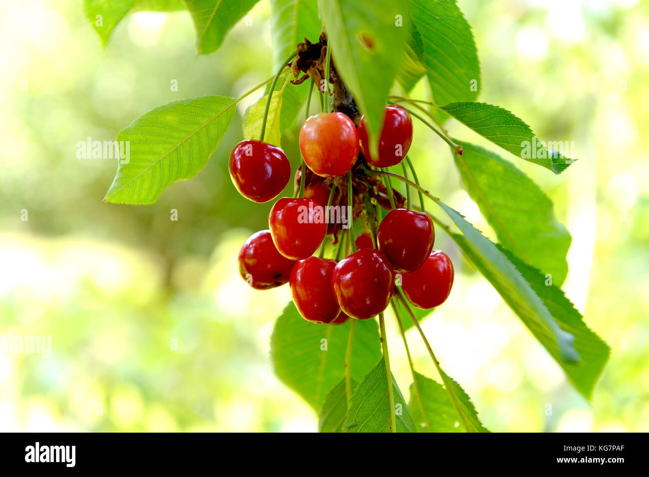 a closeup of cherries in the tree in summer Stock Photo - Alamy