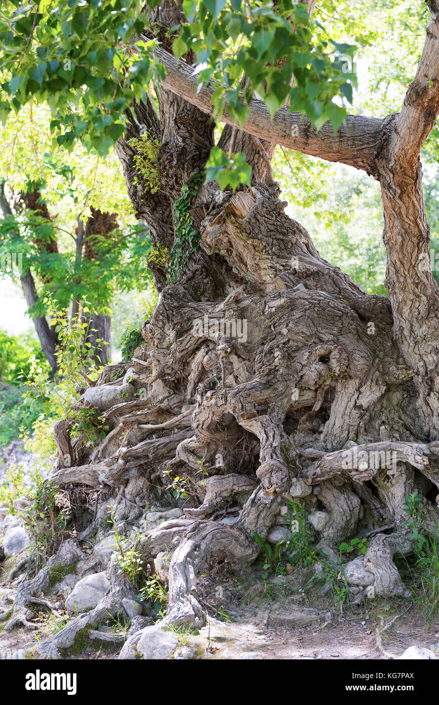 an old tree with big root in the park Stock Photo - Alamy