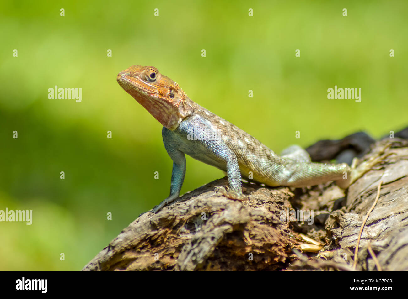 Lizard of all colors on a trunk in a garden of Mombasa in Kenya Stock ...