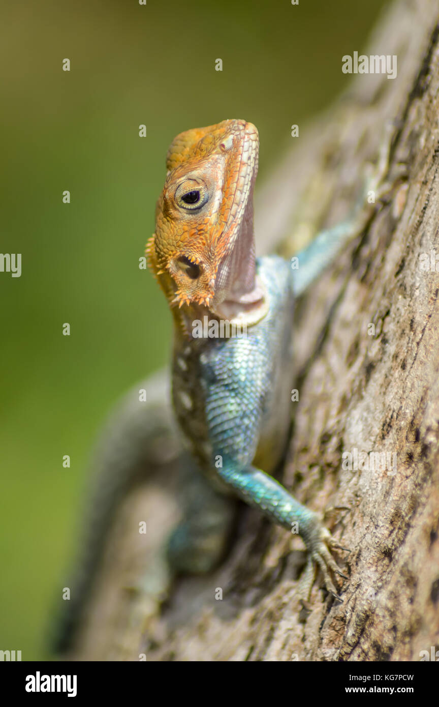 Lizard of all colors on a trunk in a garden of Mombasa in Kenya Stock ...