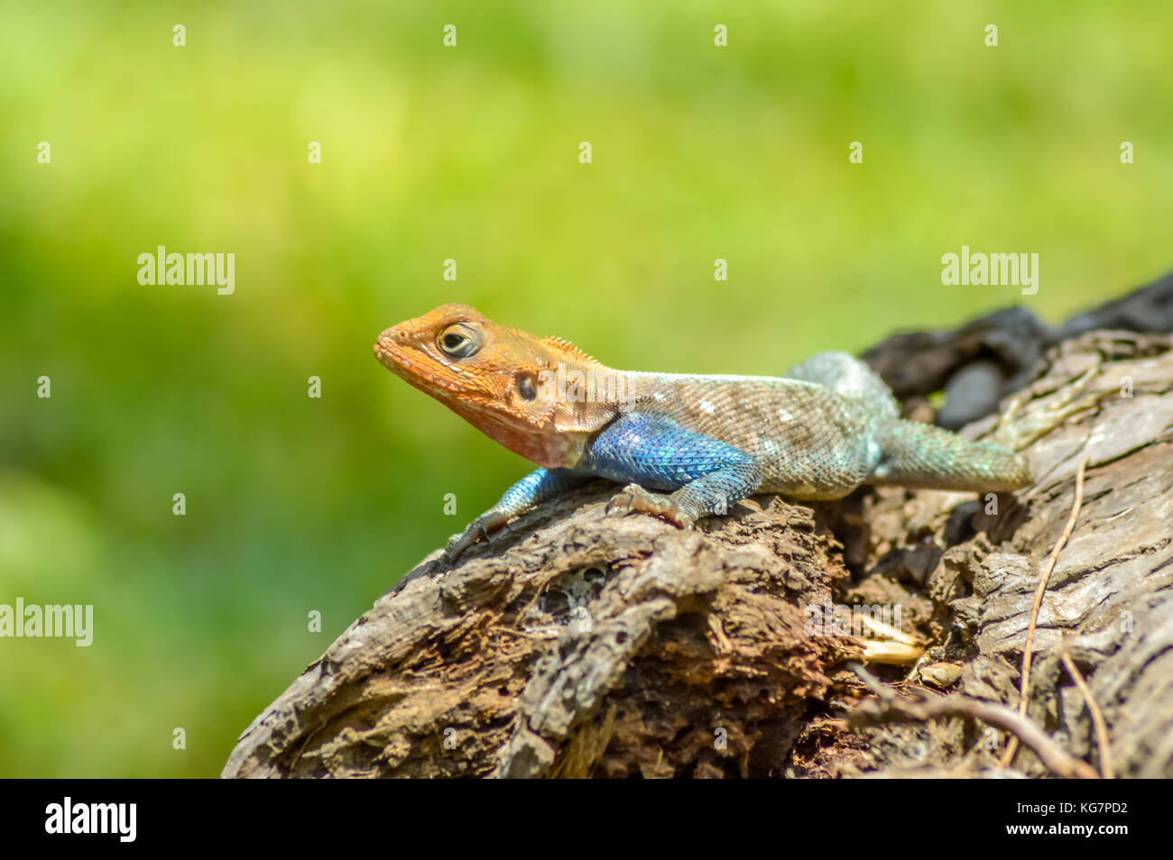 Lizard of all colors on a trunk in a garden of Mombasa in Kenya Stock ...
