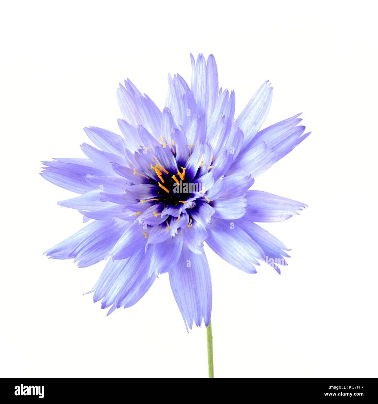 Wild blue Succory flower, Cichorium intybus on white background Stock ...