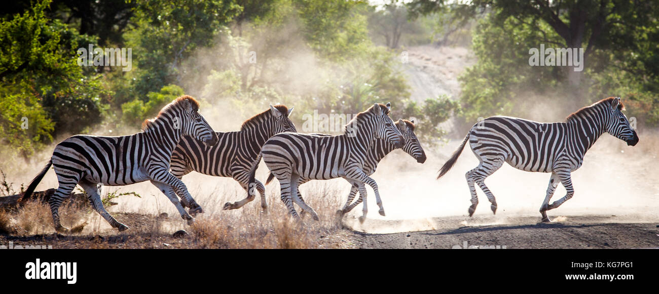 zebras escaping attack fro, cheetah Stock Photo - Alamy