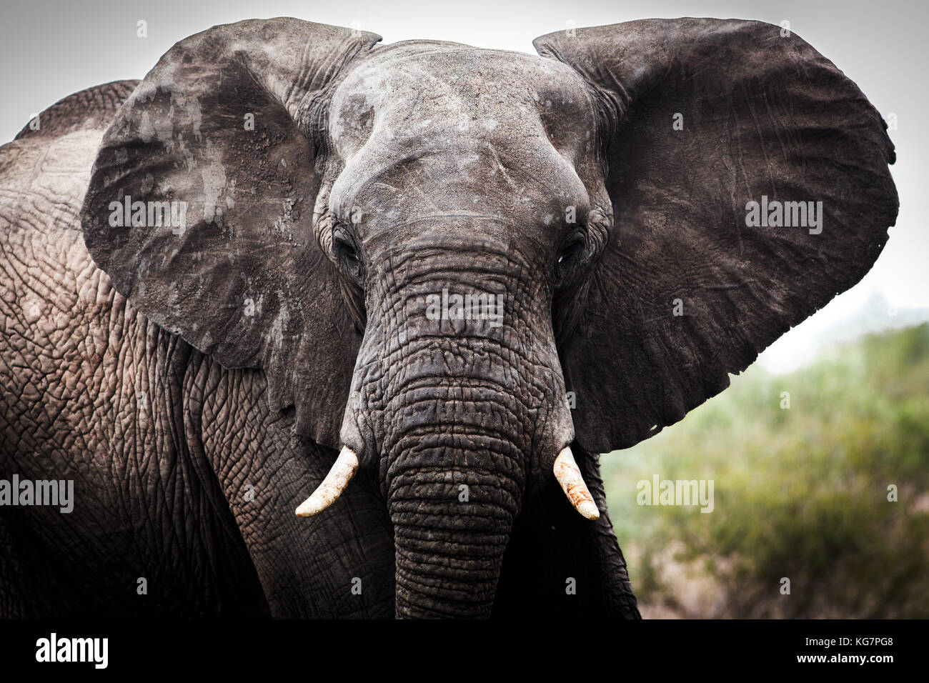 elephant looking at me Stock Photo - Alamy