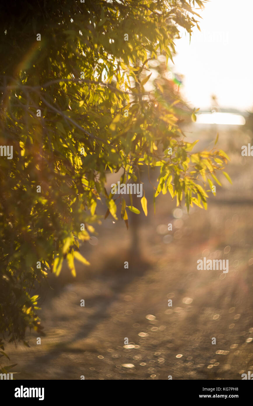 Sun light flare thru tree leaves Stock Photo - Alamy
