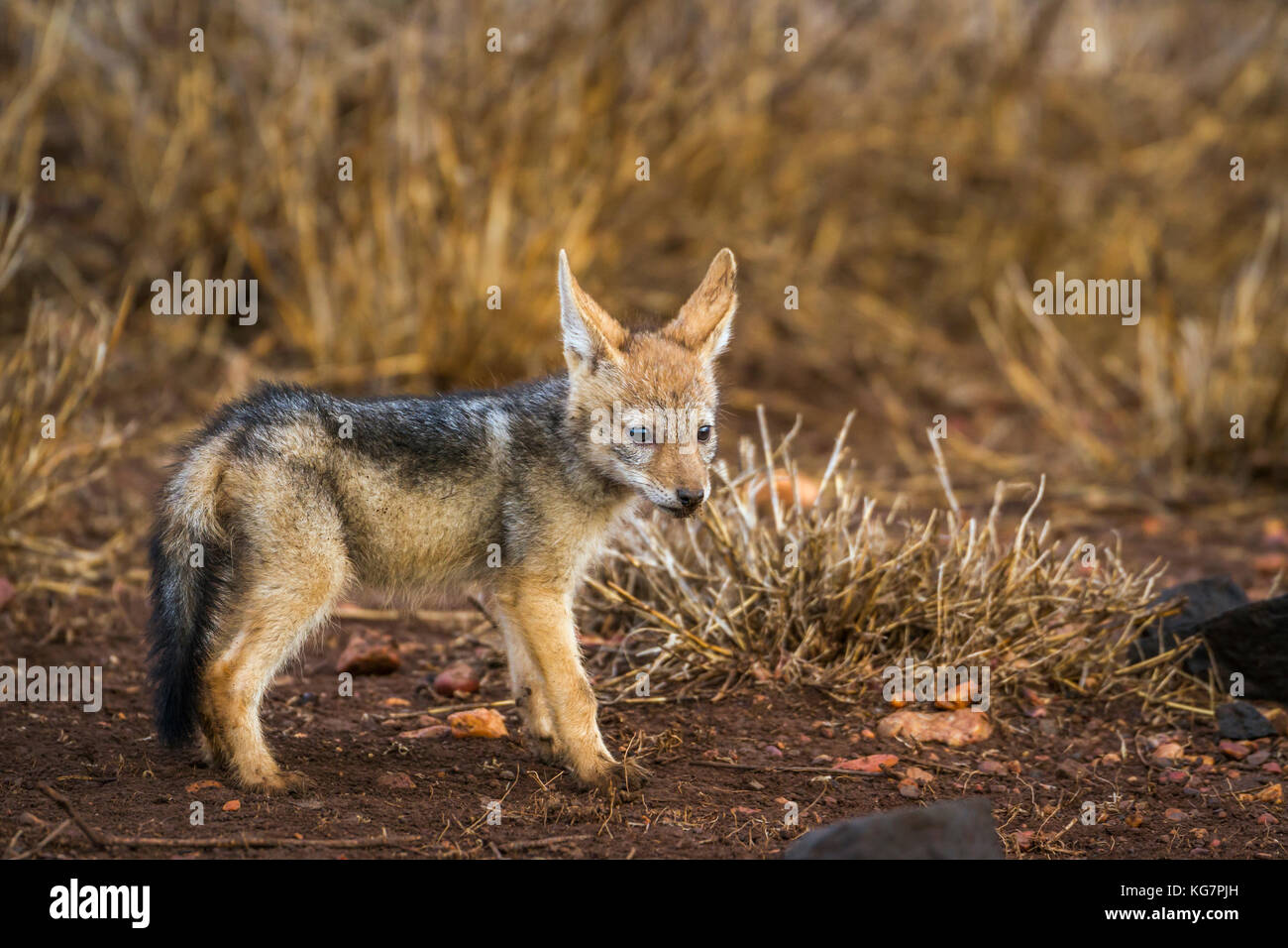 Black-backed jackal in Kruger national park, South Africa ; Specie ...