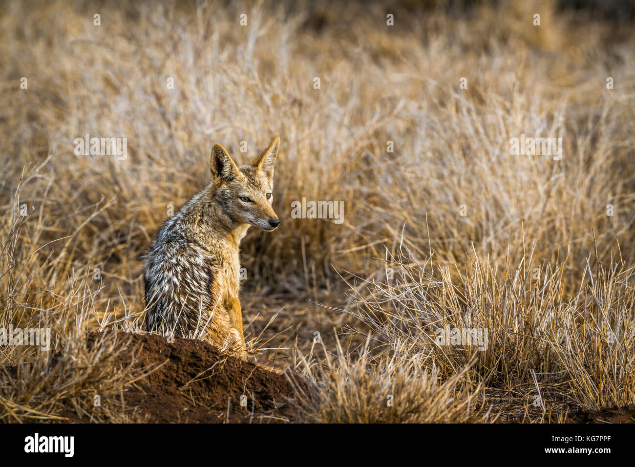 Black-backed jackal in Kruger national park, South Africa ; Specie ...