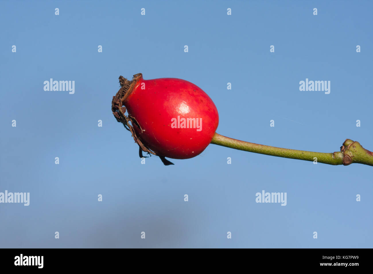 A ripe Rose Hip, also known as Rose Haw and Rose Hep against a blue ...