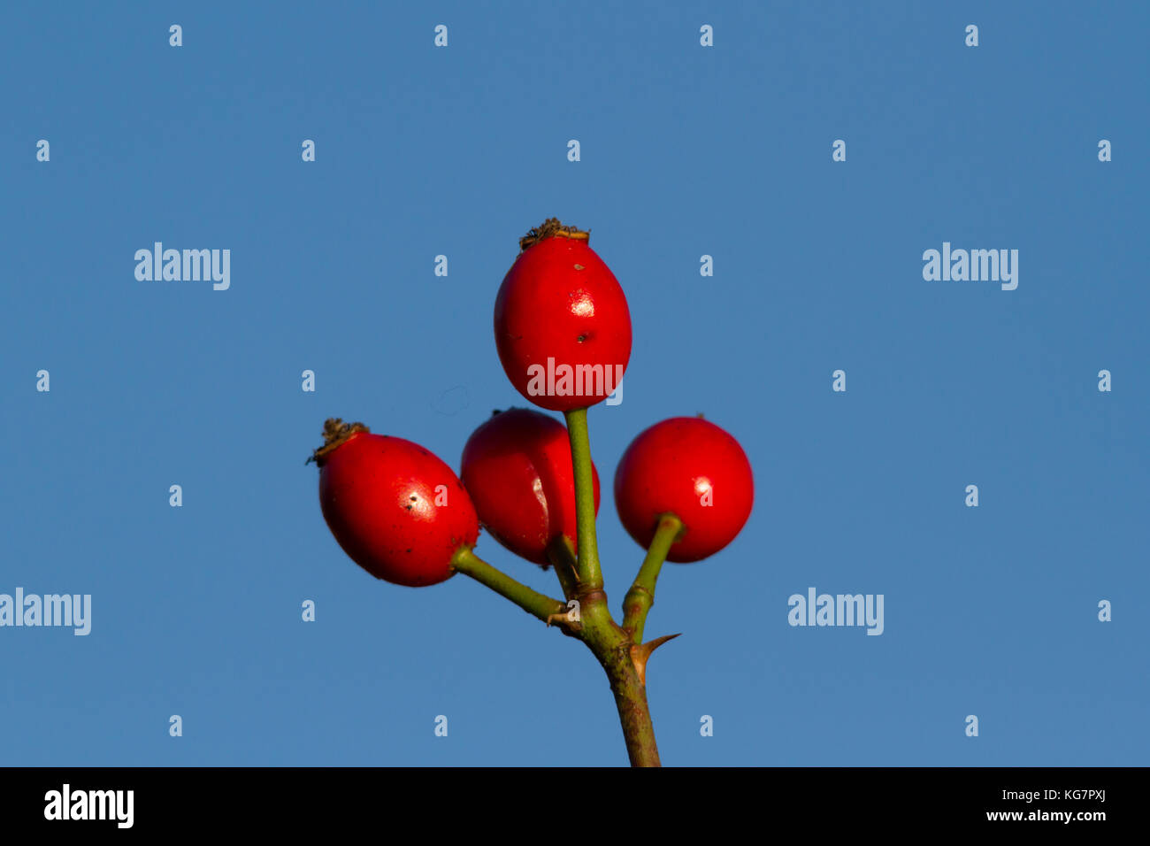 Rose haw berries hi-res stock photography and images - Alamy
