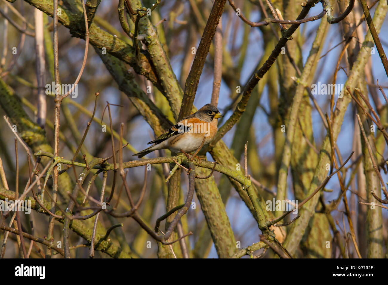 Female brambling hi-res stock photography and images - Alamy