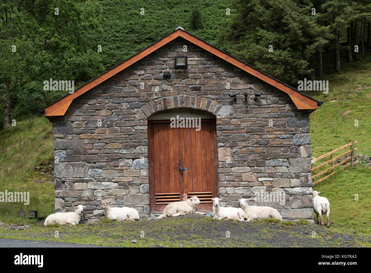 Six Sheep at rest Stock Photo - Alamy