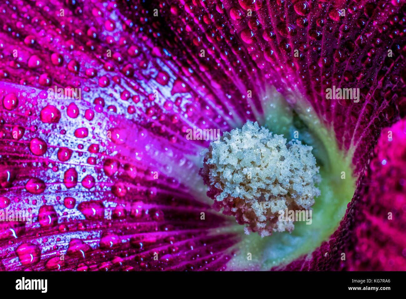 Hollyhock (Althaea rosea) macro close up Stock Photo - Alamy
