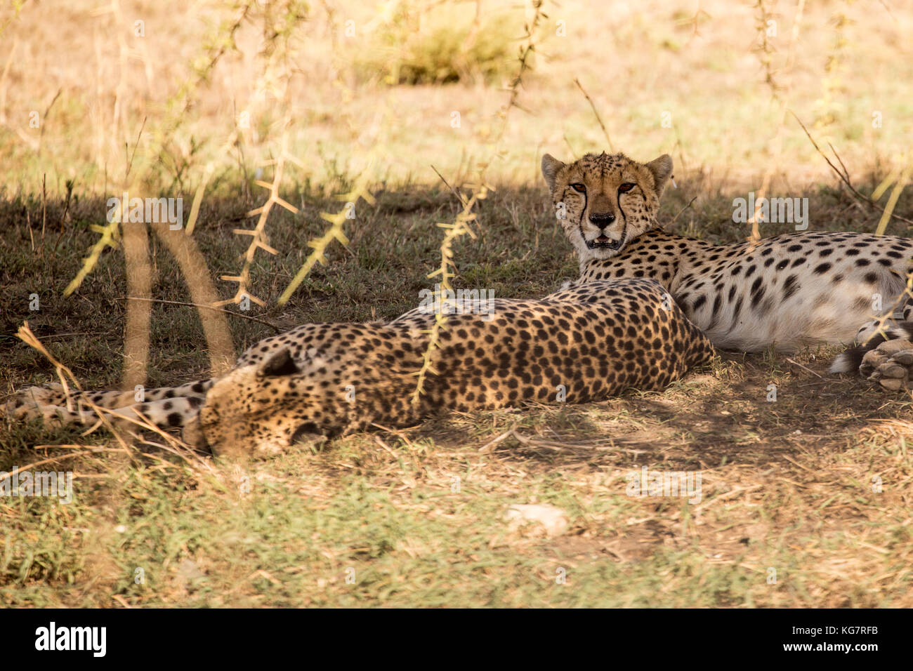 Cheetah resting under tree hi-res stock photography and images - Alamy