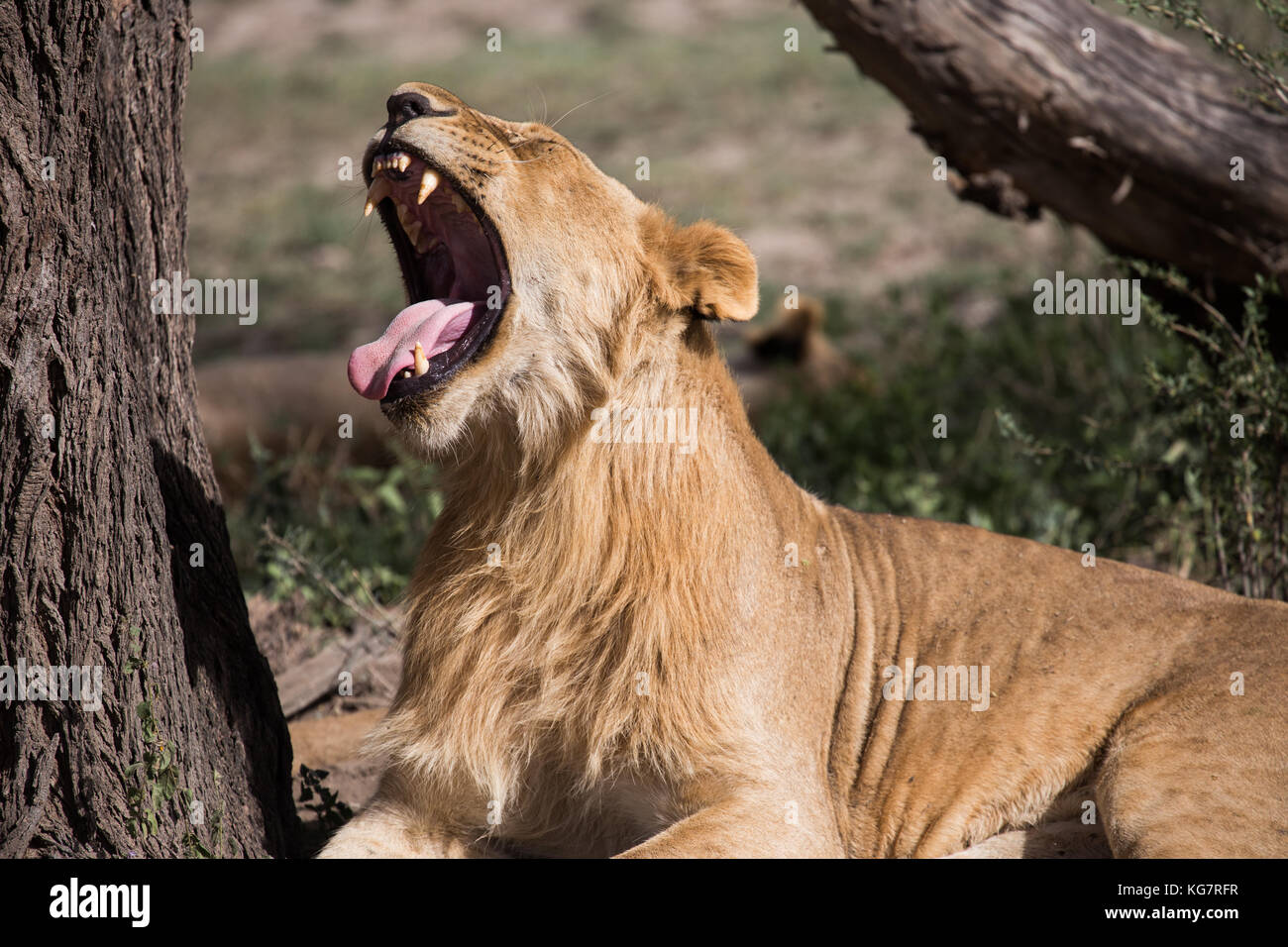 Sleepy lion yawning and showing his teeth Stock Photo - Alamy