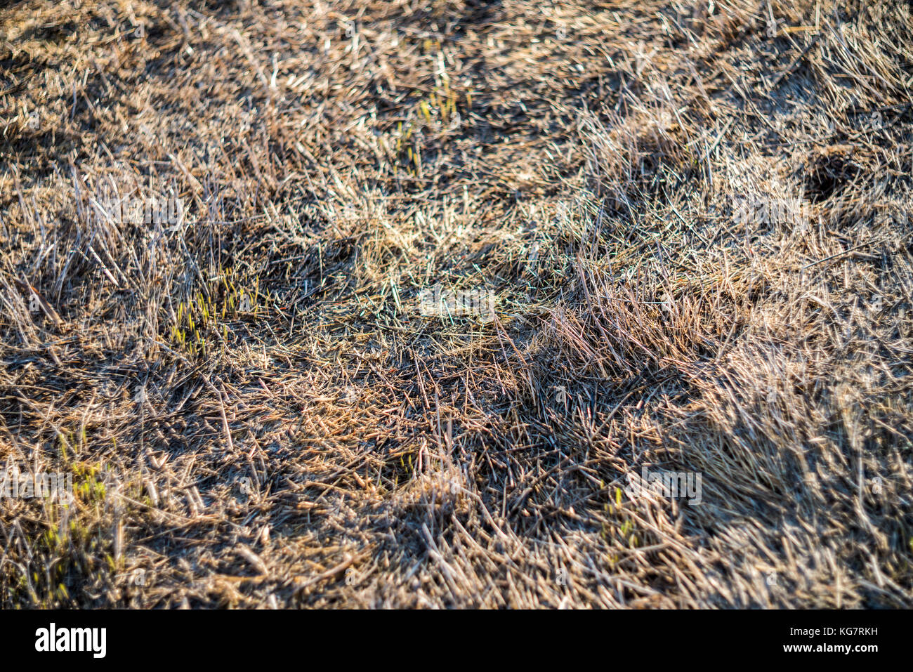 Dry grass background Stock Photo - Alamy