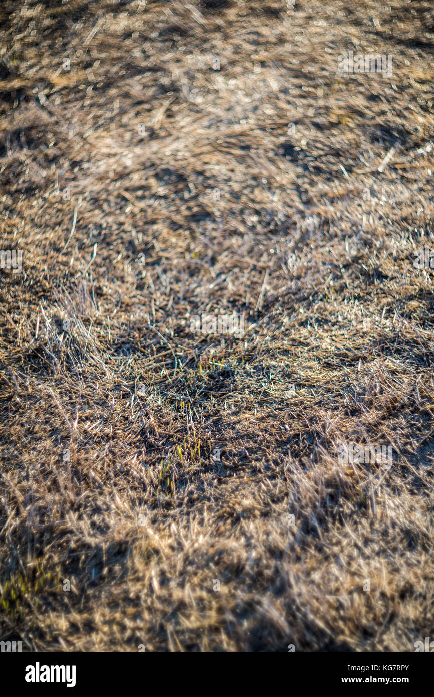 Dry grass background Stock Photo - Alamy