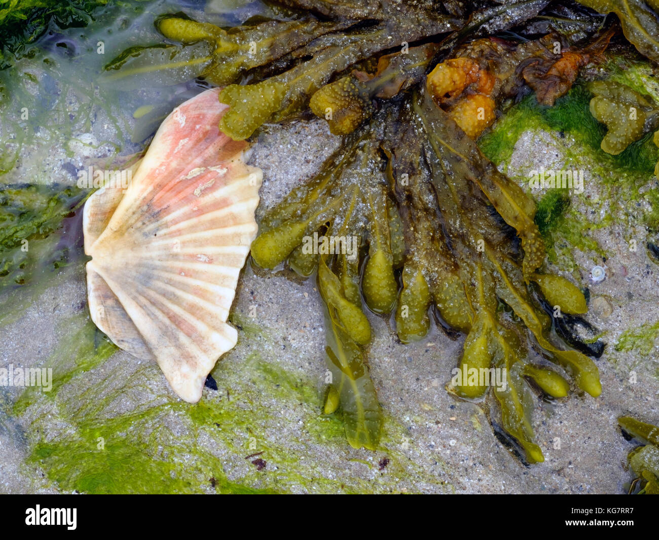 Atlantic scallop shell hi-res stock photography and images - Alamy