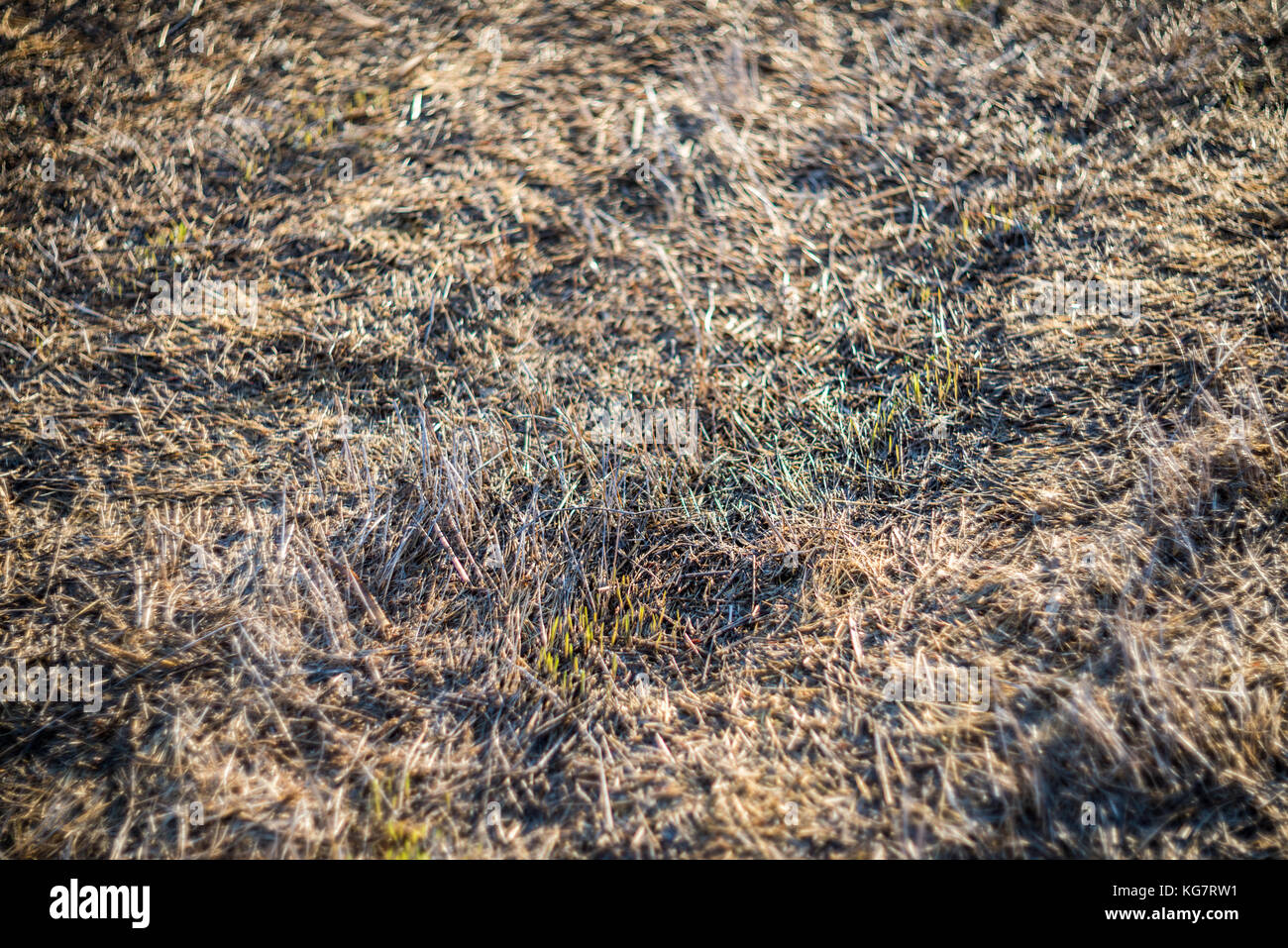 Dry grass background Stock Photo - Alamy