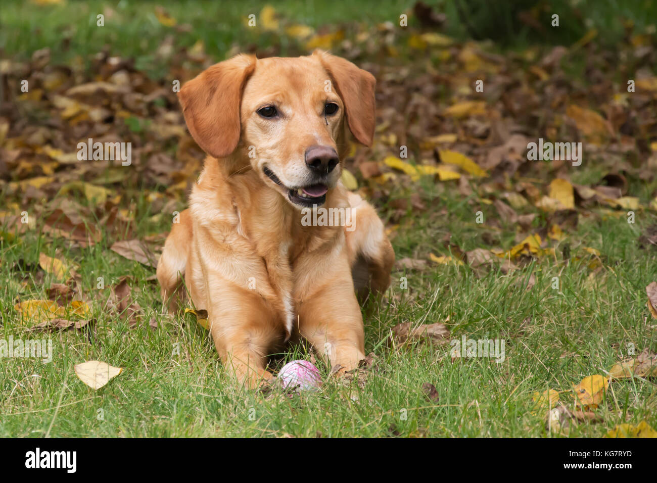 Golden color dog lying with his ball on the grass with autumn leaves ...