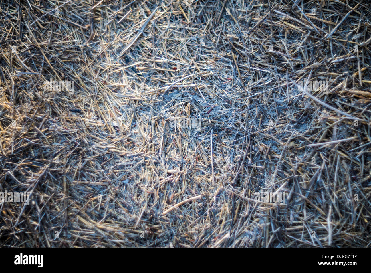 Dry ground dying crop hi-res stock photography and images - Alamy