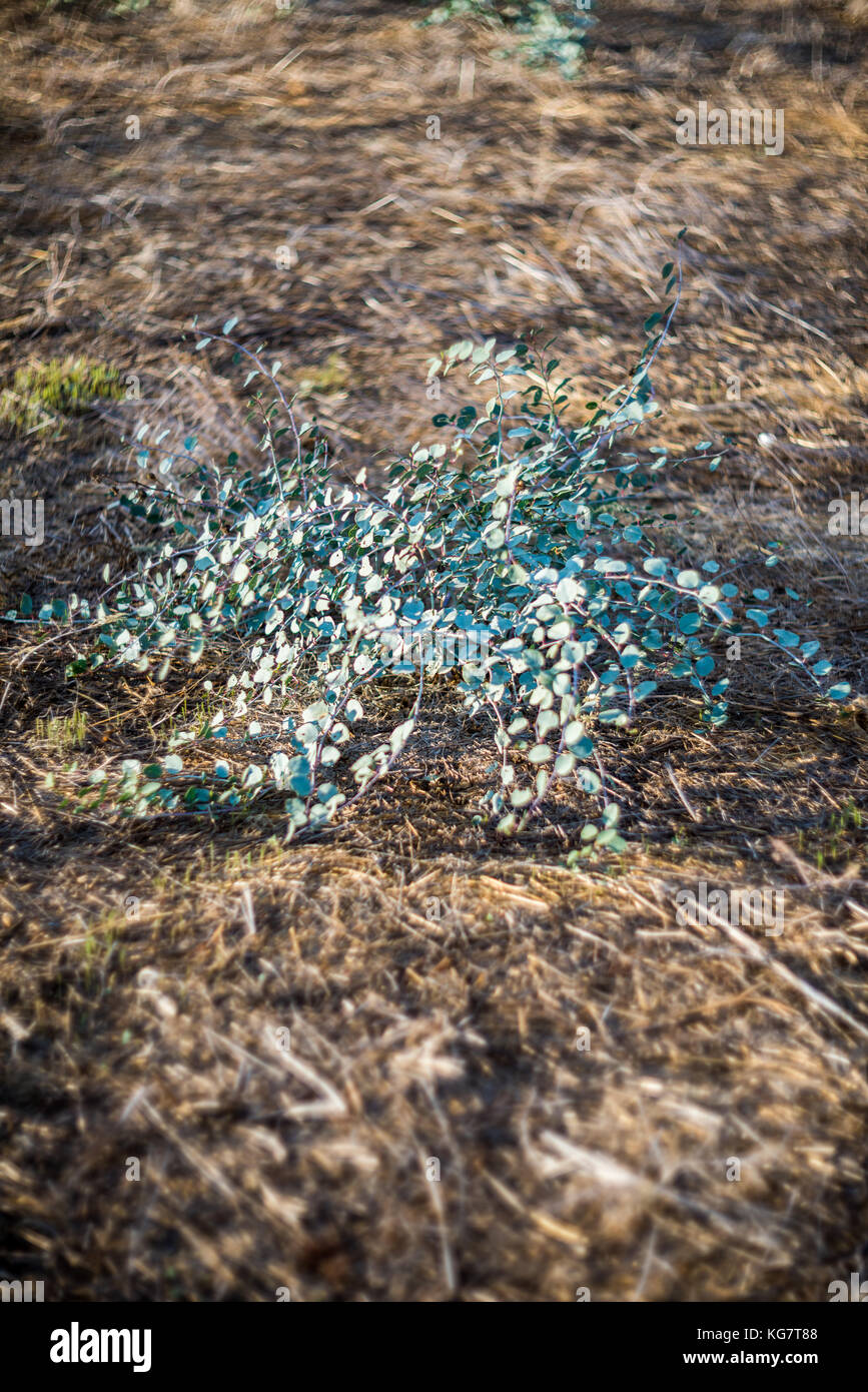Caper bush (Capparis spinosa) growing in the wild - Larnaca, Cyprus ...