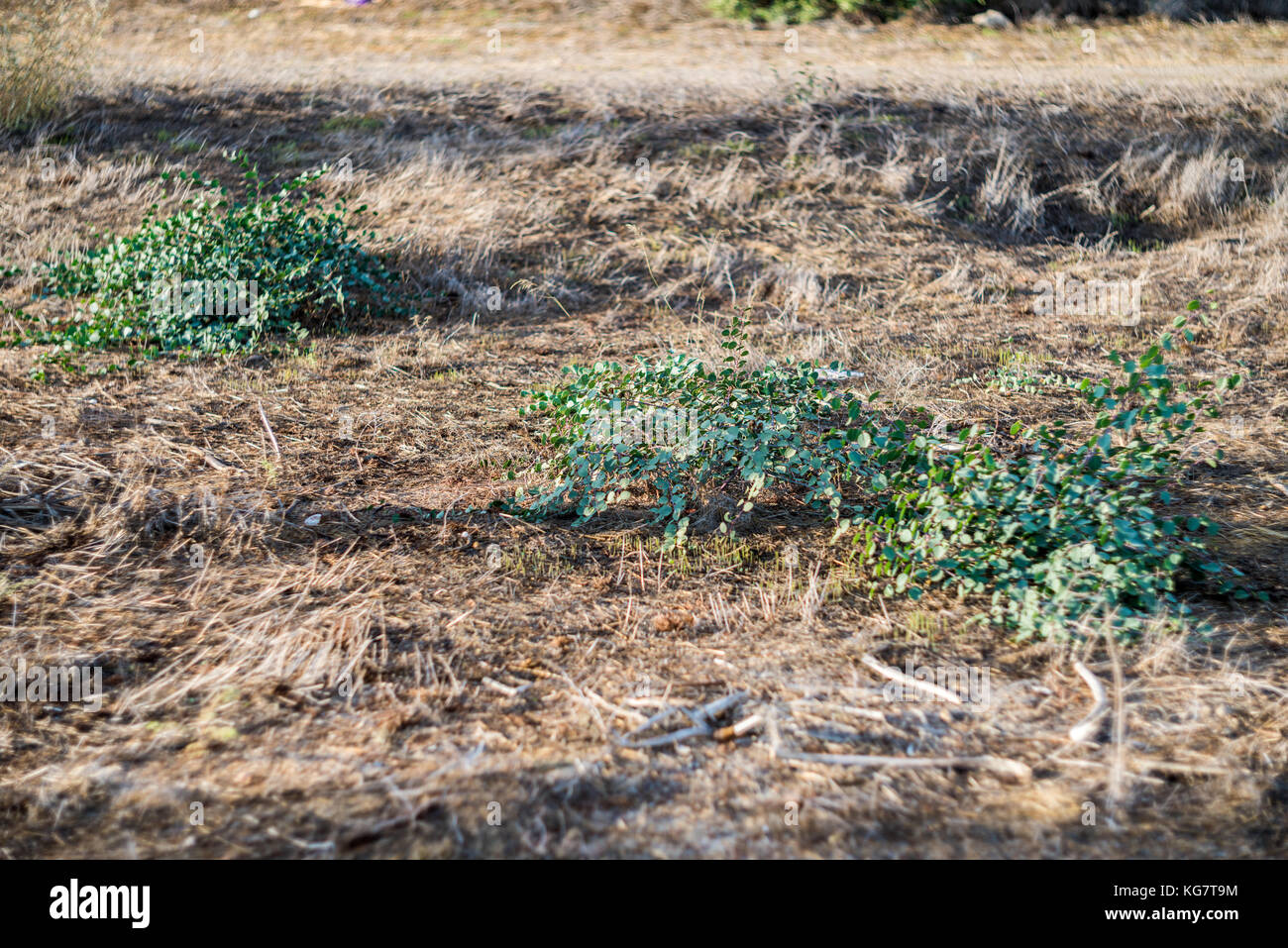 Caper bushes (Capparis spinosa) growing in the wild - Larnaca, Cyprus ...