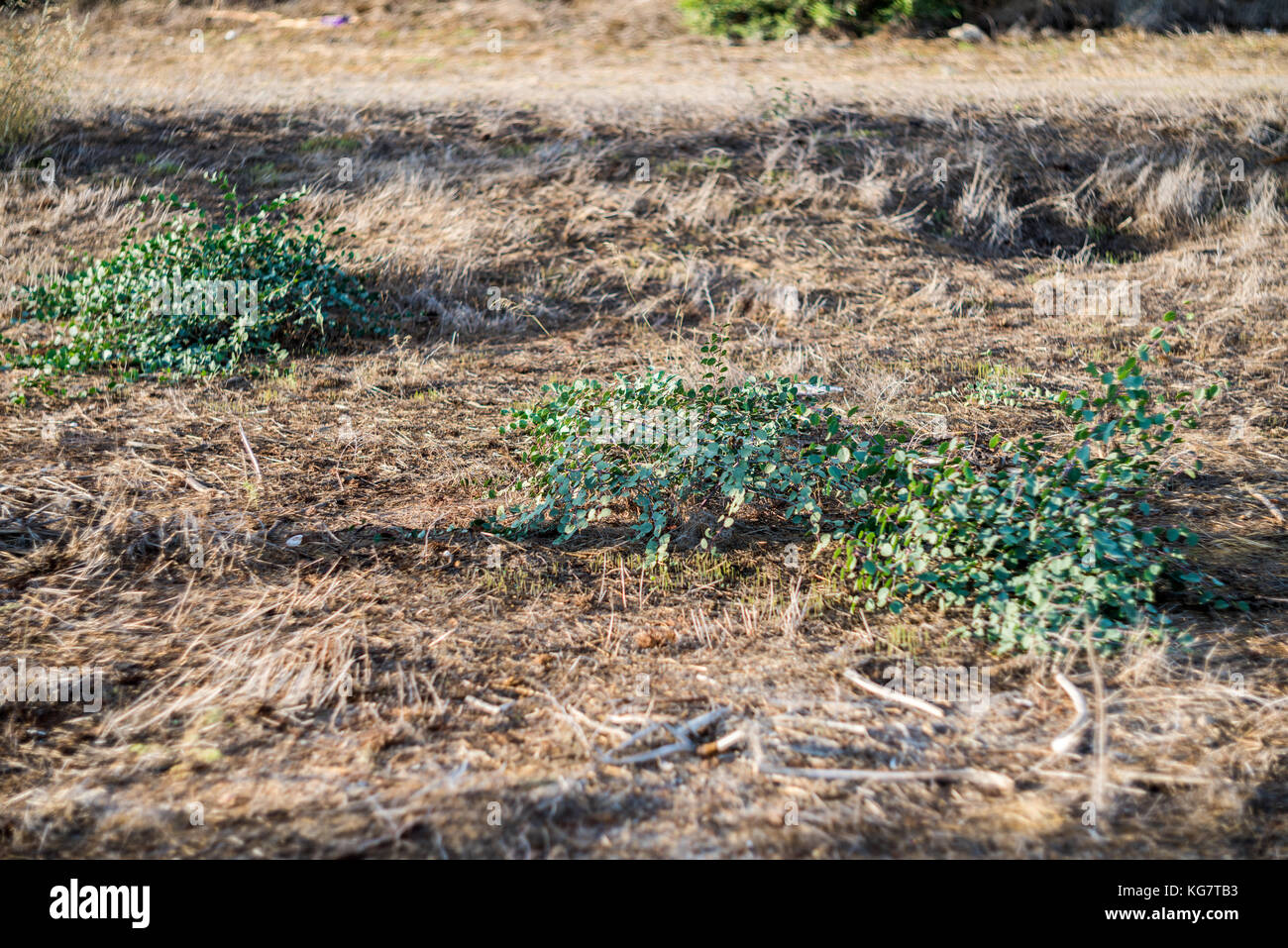 Caper bushes (Capparis spinosa) growing in the wild - Larnaca, Cyprus ...