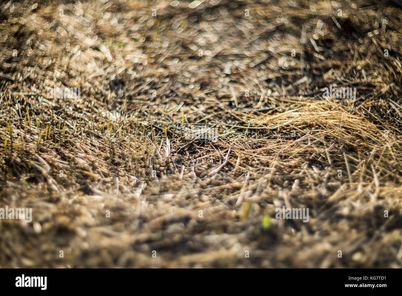 Dry grass background Stock Photo - Alamy