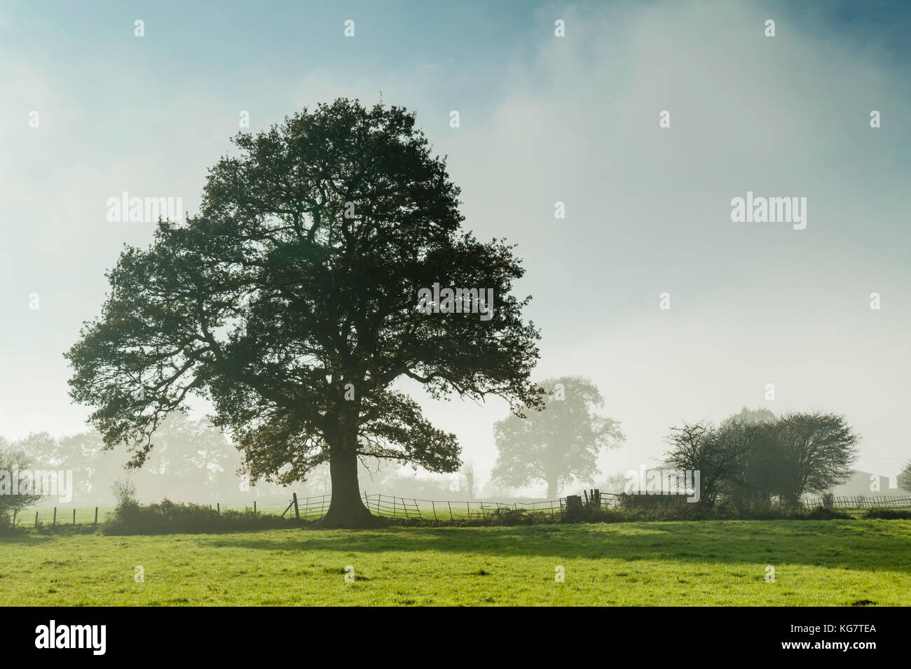 Misty afternoon in the West Sussex countryside, England Stock Photo - Alamy