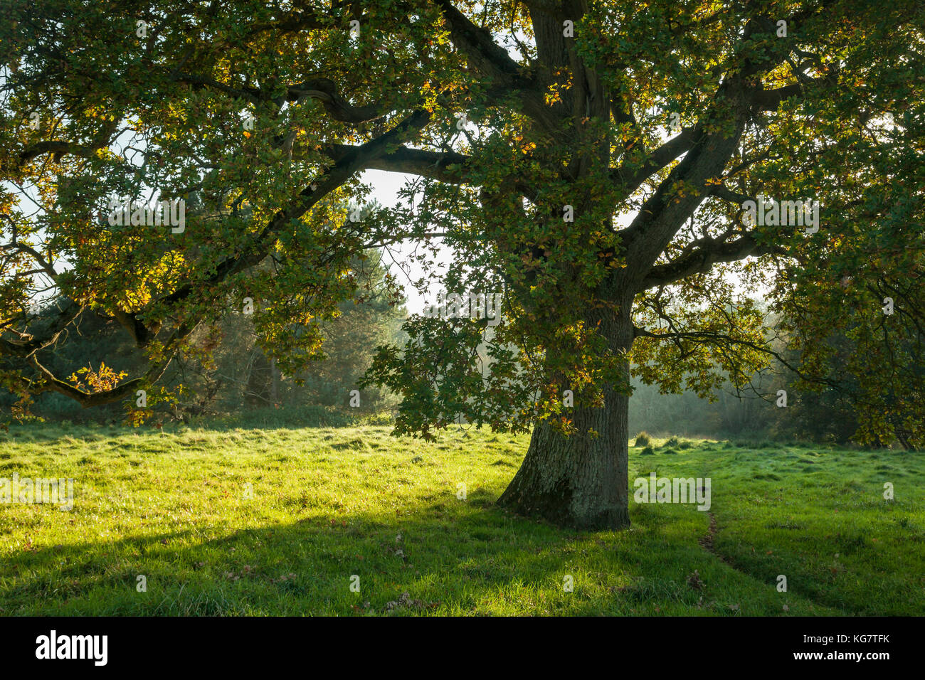 Old oak tree uk hi-res stock photography and images - Alamy